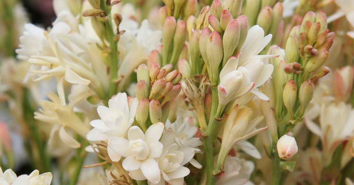 Nardos blancos: cómo cuidar la planta con flor de interior y exterior