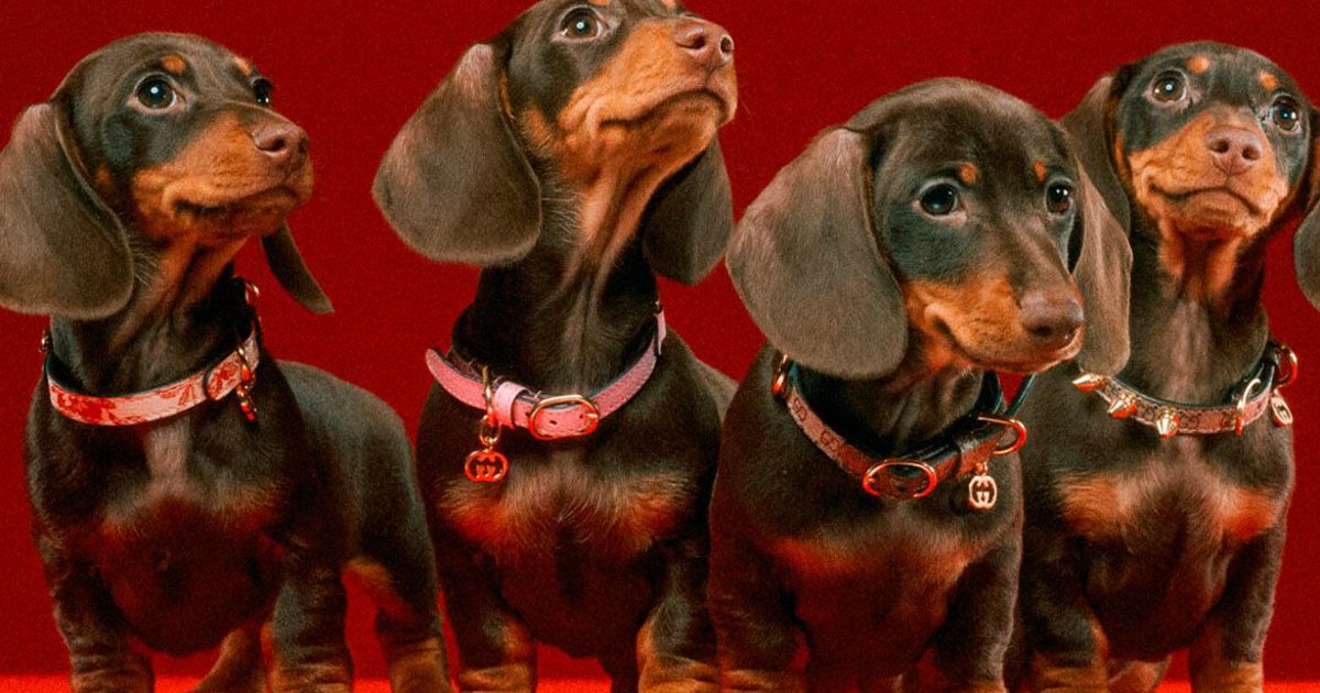 11 accesorios para perros diseñados por marcas de lujo