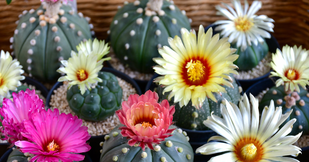 Cactus de interior: las especies más decorativas y cómo cuidar de ellas