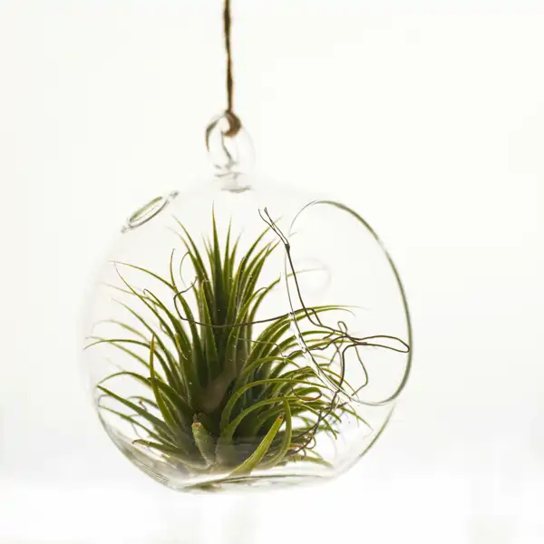 20 plantas grandes de interior: resistentes y fáciles de cuidar para ...