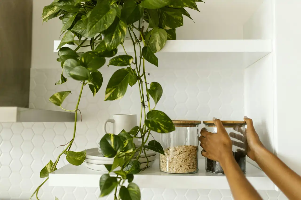 Potus: cuidados, beneficios y cómo decorar tu casa con esta planta tan ...