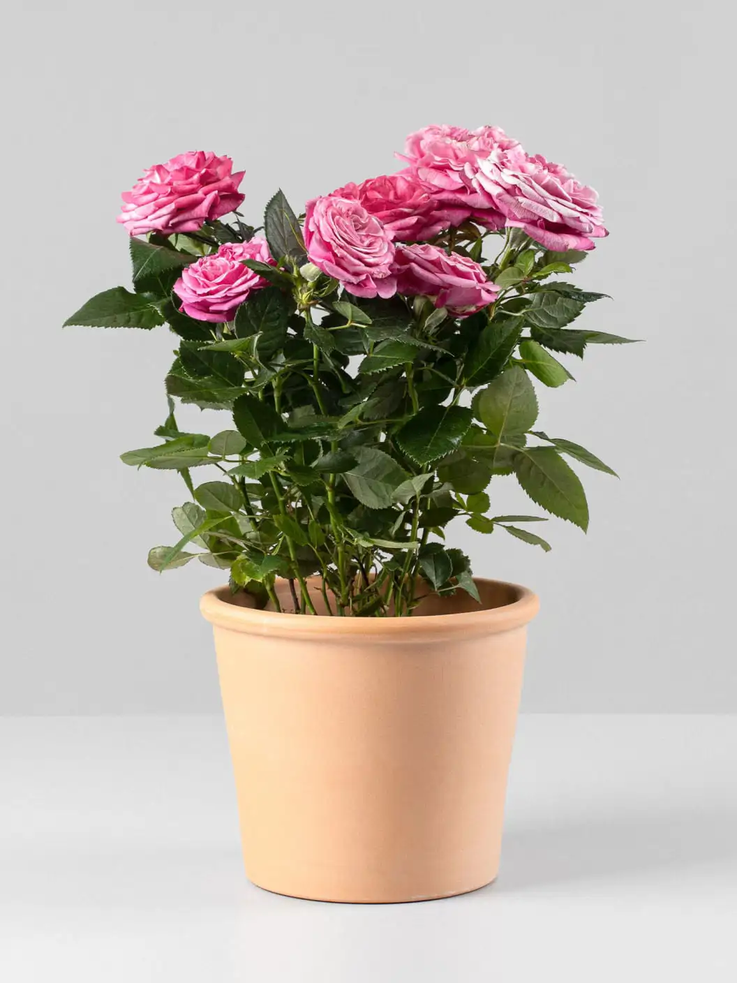 15 plantas con flor que resisten el sol directo para terrazas y jardines